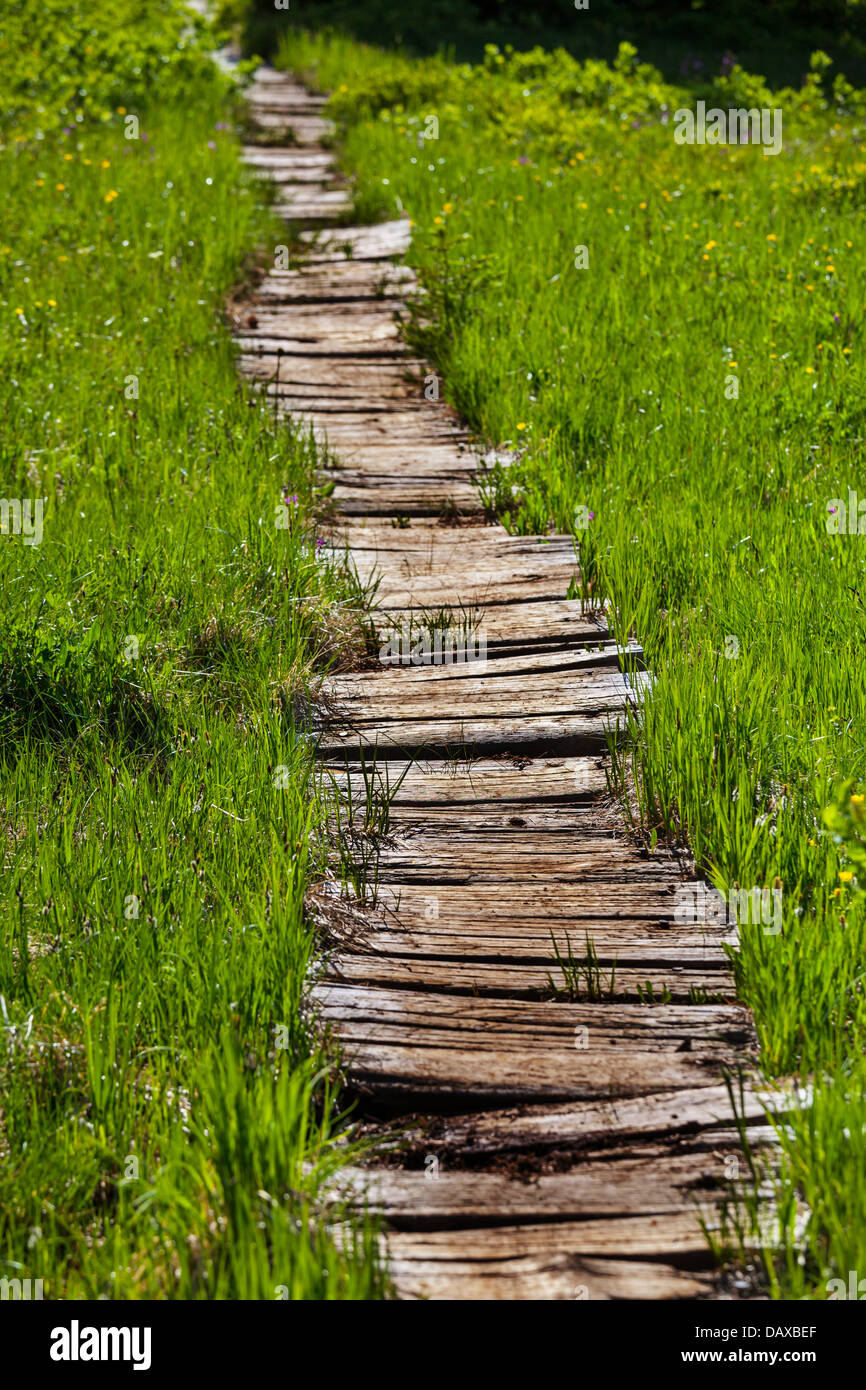 Boardwalk in forest Stock Photo - Alamy
