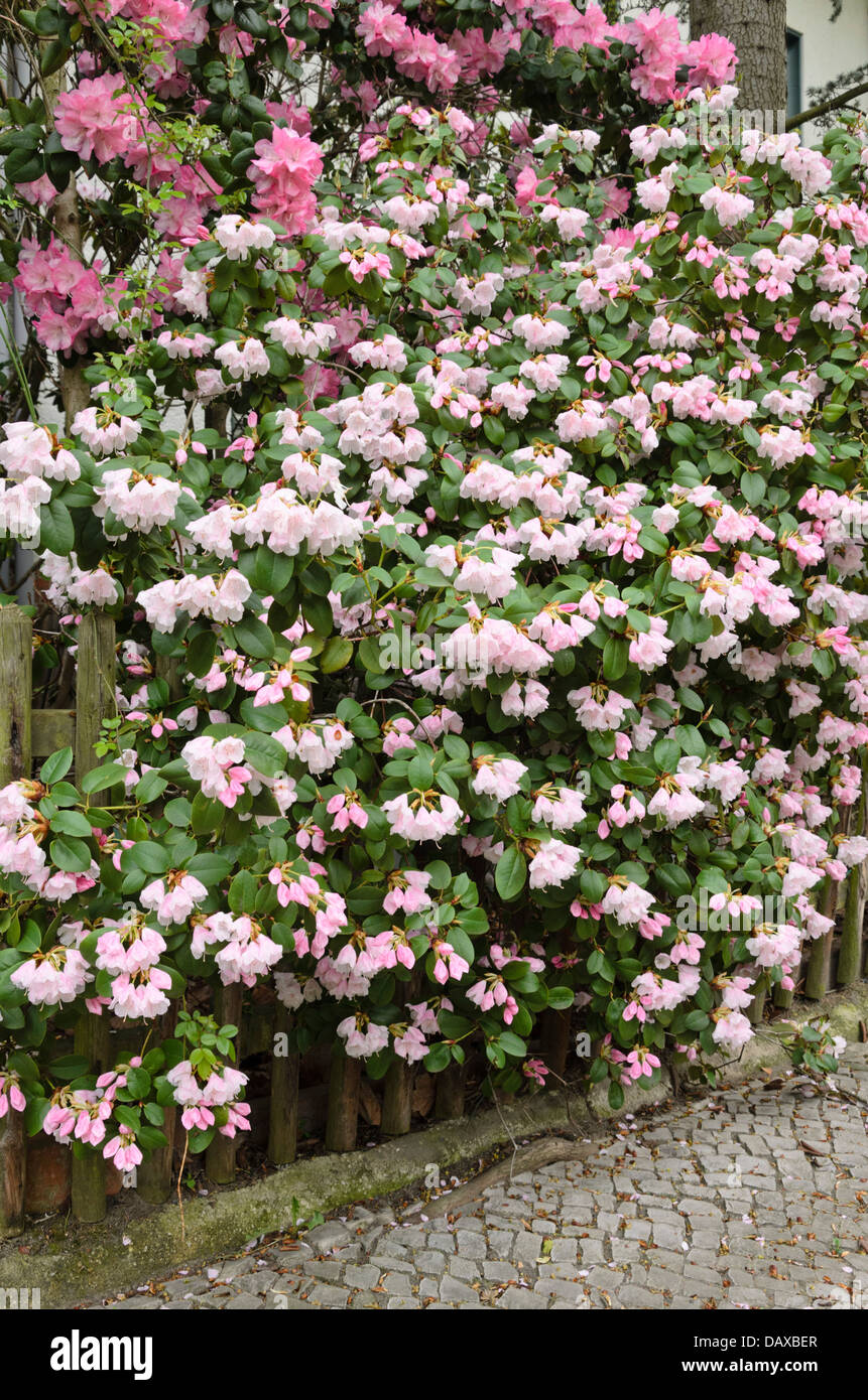 Shrubs pink rhododendron shrub hi-res stock photography and images - Alamy
