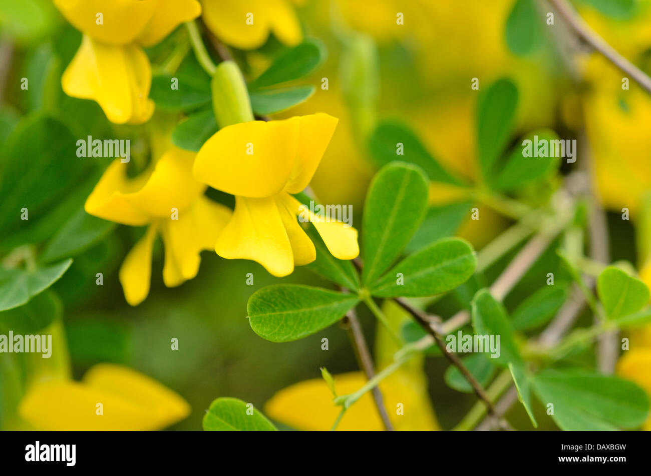 Frutex High Resolution Stock Photography and Images - Alamy