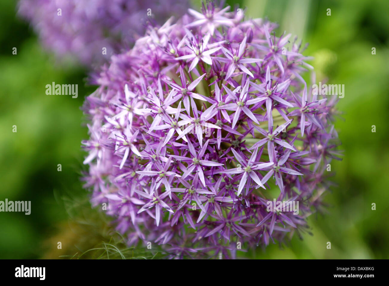 beautiful purple alium bloom Stock Photo - Alamy