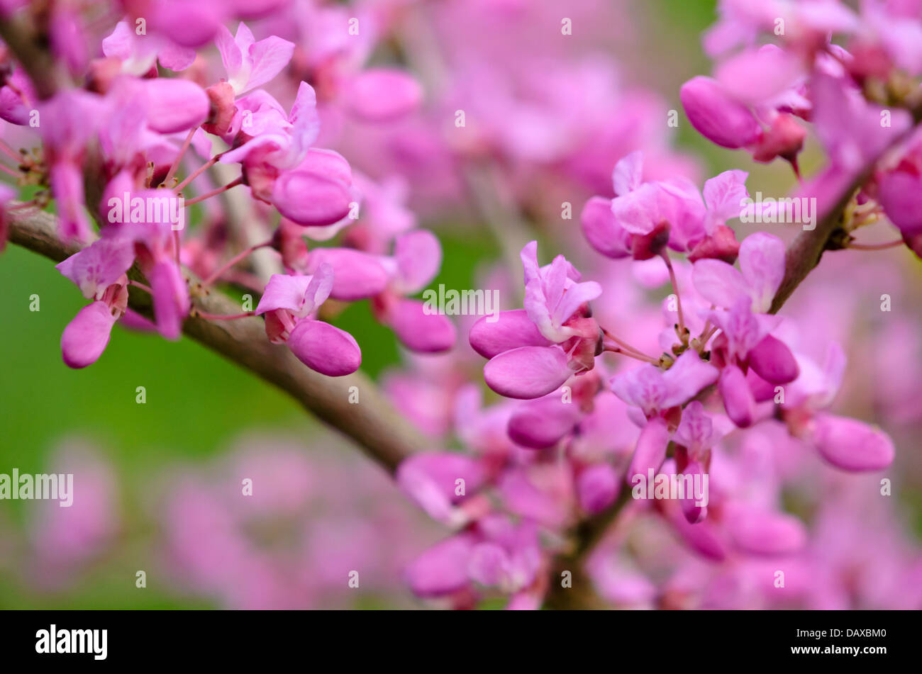 Chinese redbud (Cercis chinensis Stock Photo - Alamy