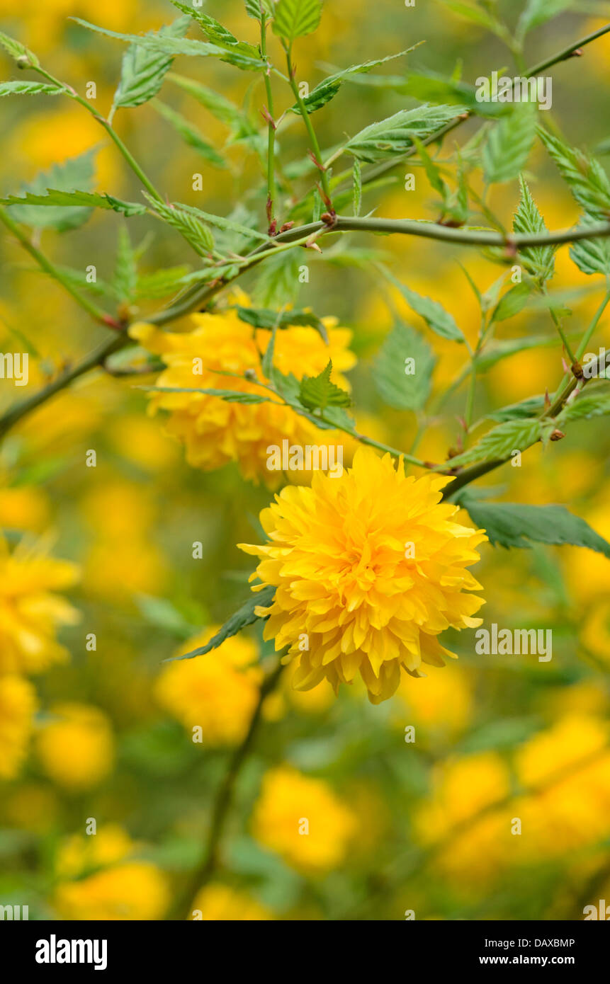 Japanese rose (Kerria japonica 'Pleniflora' Stock Photo - Alamy