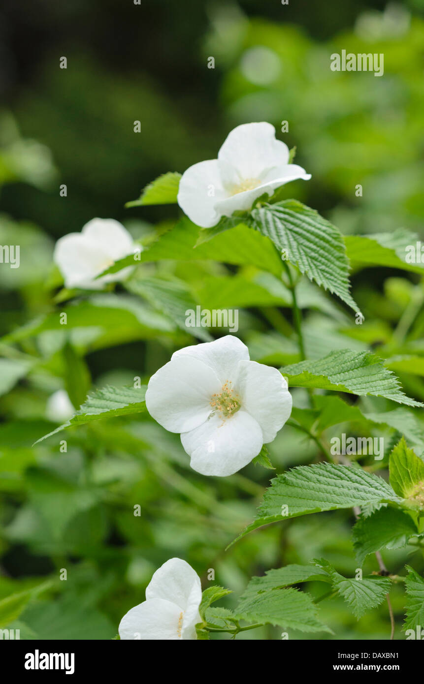 Scandens flowers hi-res stock photography and images - Alamy