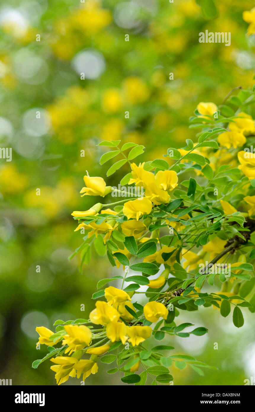 Caragana arborescens hi-res stock photography and images - Alamy