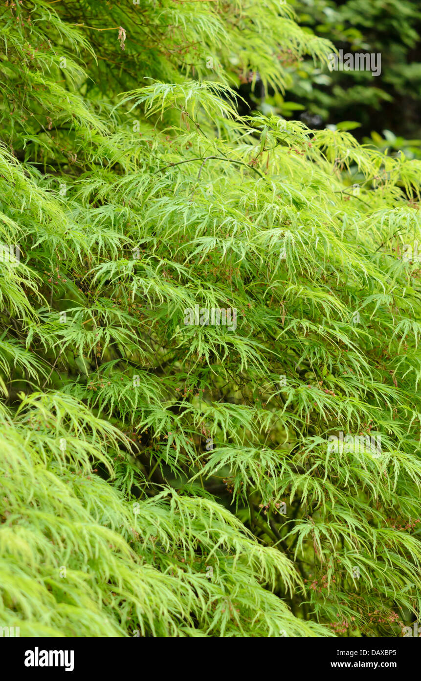 Acer palmatum dissectum tree hi-res stock photography and images - Alamy