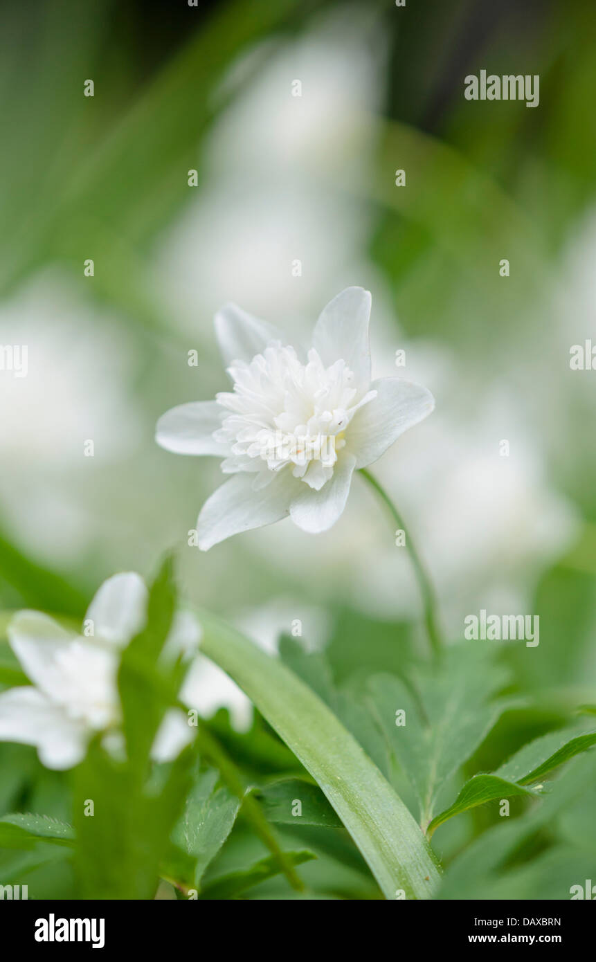 Wood anemone (Anemone nemorosa 'Alba Plena' Stock Photo - Alamy