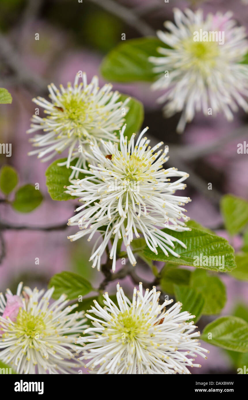 Large fothergilla (Fothergilla major Stock Photo - Alamy