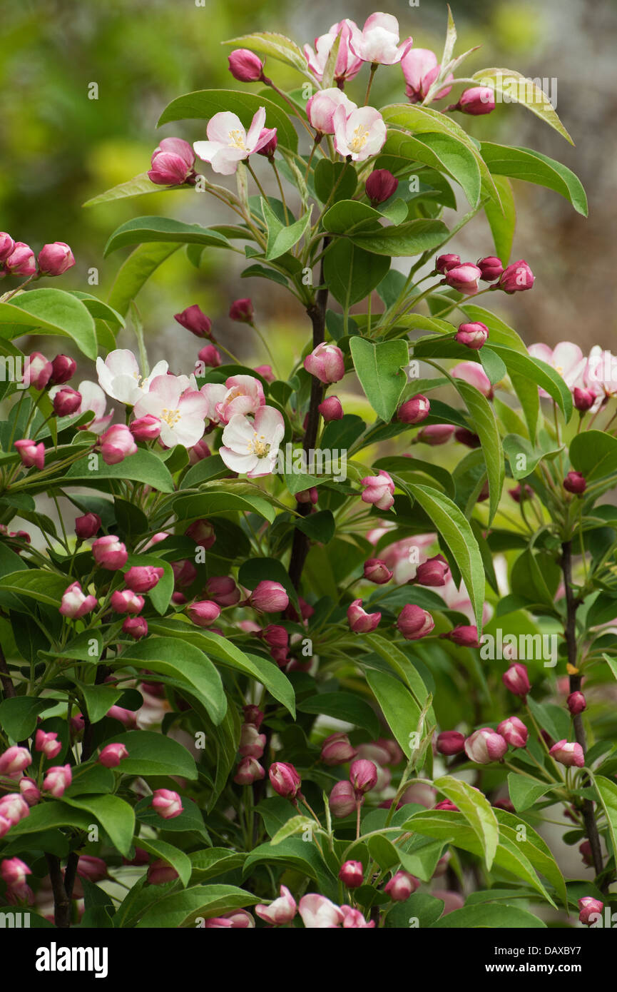 Revit Malus Spring Snow Flowering Crabapple