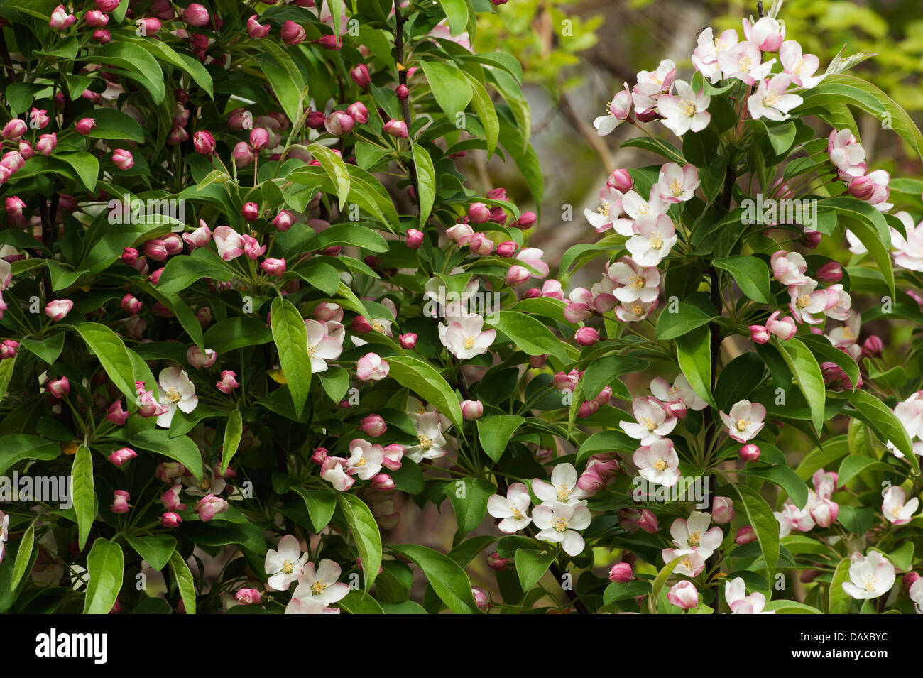 Flowering crabapple trees hi-res stock photography and images - Alamy