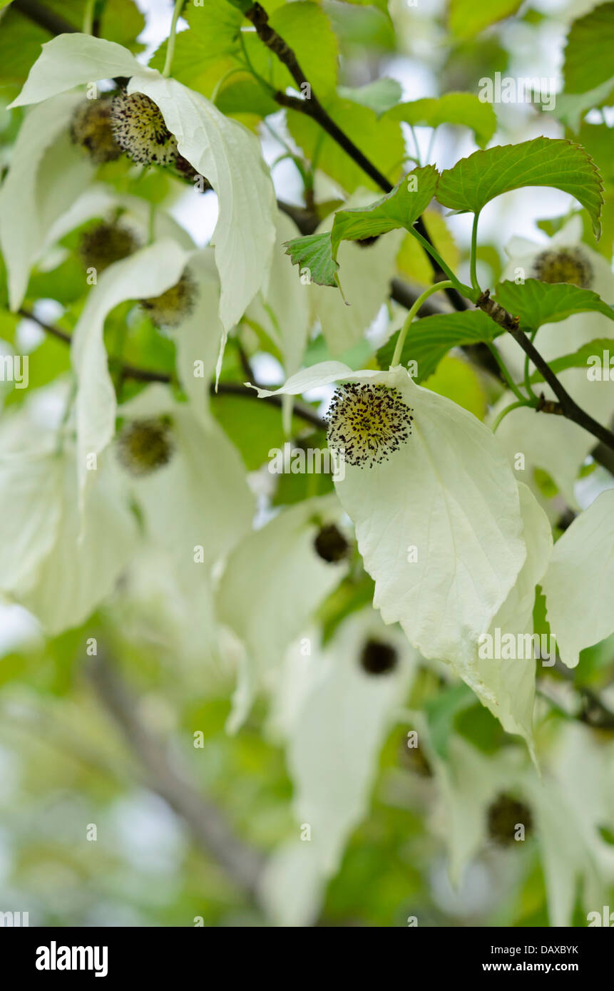 Davidia involucrata dove tree handkerchief tree hi-res stock ...
