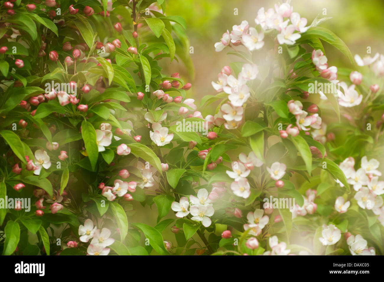 Revit Malus Spring Snow Flowering Crabapple