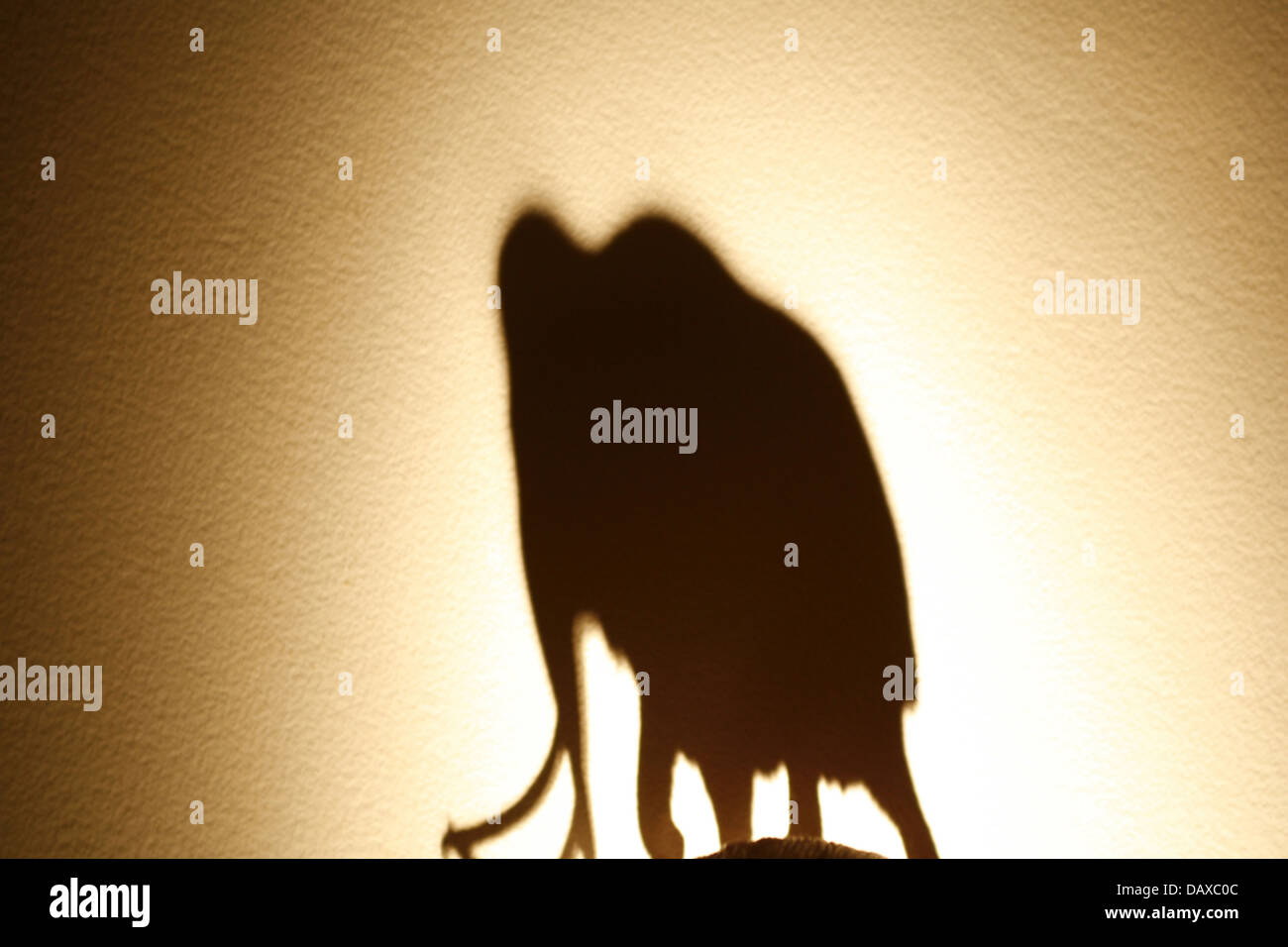 Shadow of dinosaur hi-res stock photography and images - Alamy