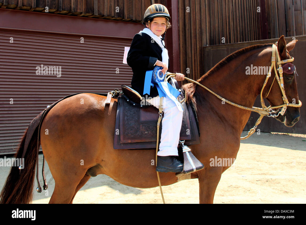 Horse show with peruvian horses hi-res stock photography and images - Alamy