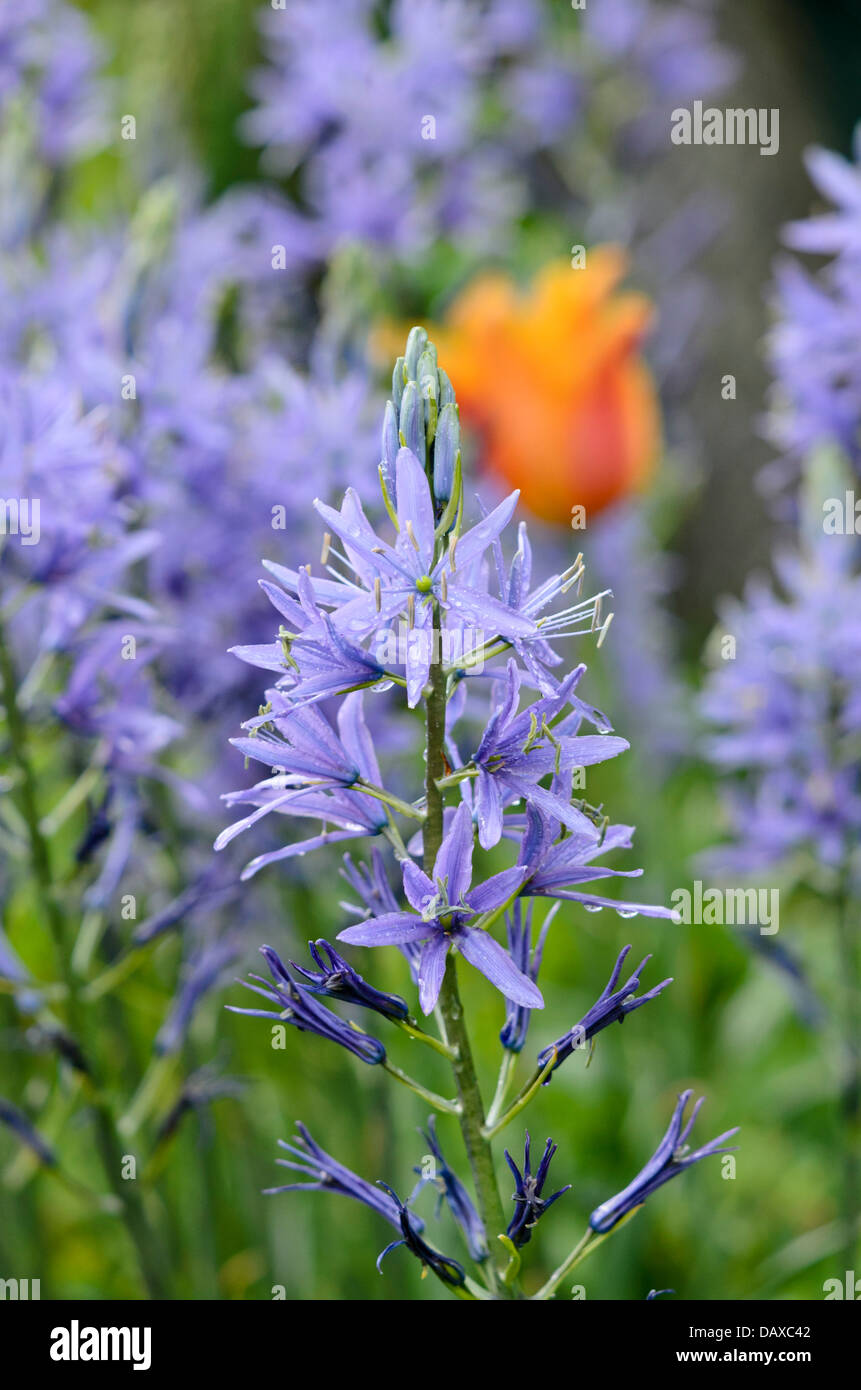 Large camas (Camassia leichtlinii Stock Photo - Alamy