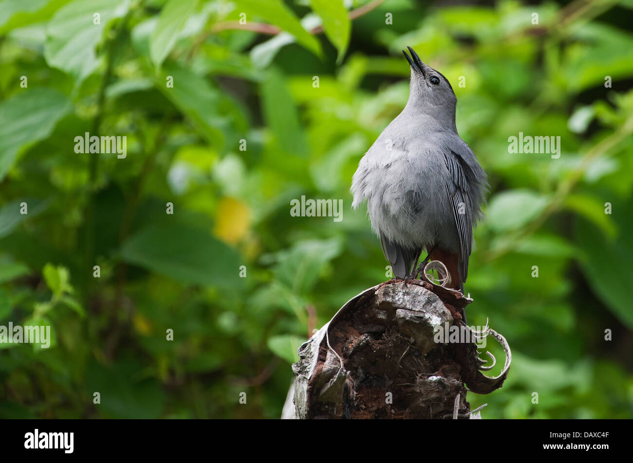 Gray catbird singing Stock Photo - Alamy