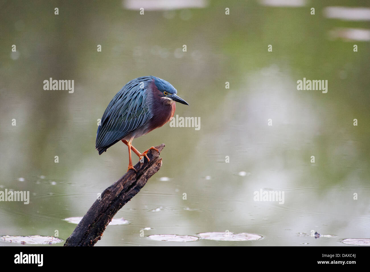 Adult green heron hi-res stock photography and images - Alamy
