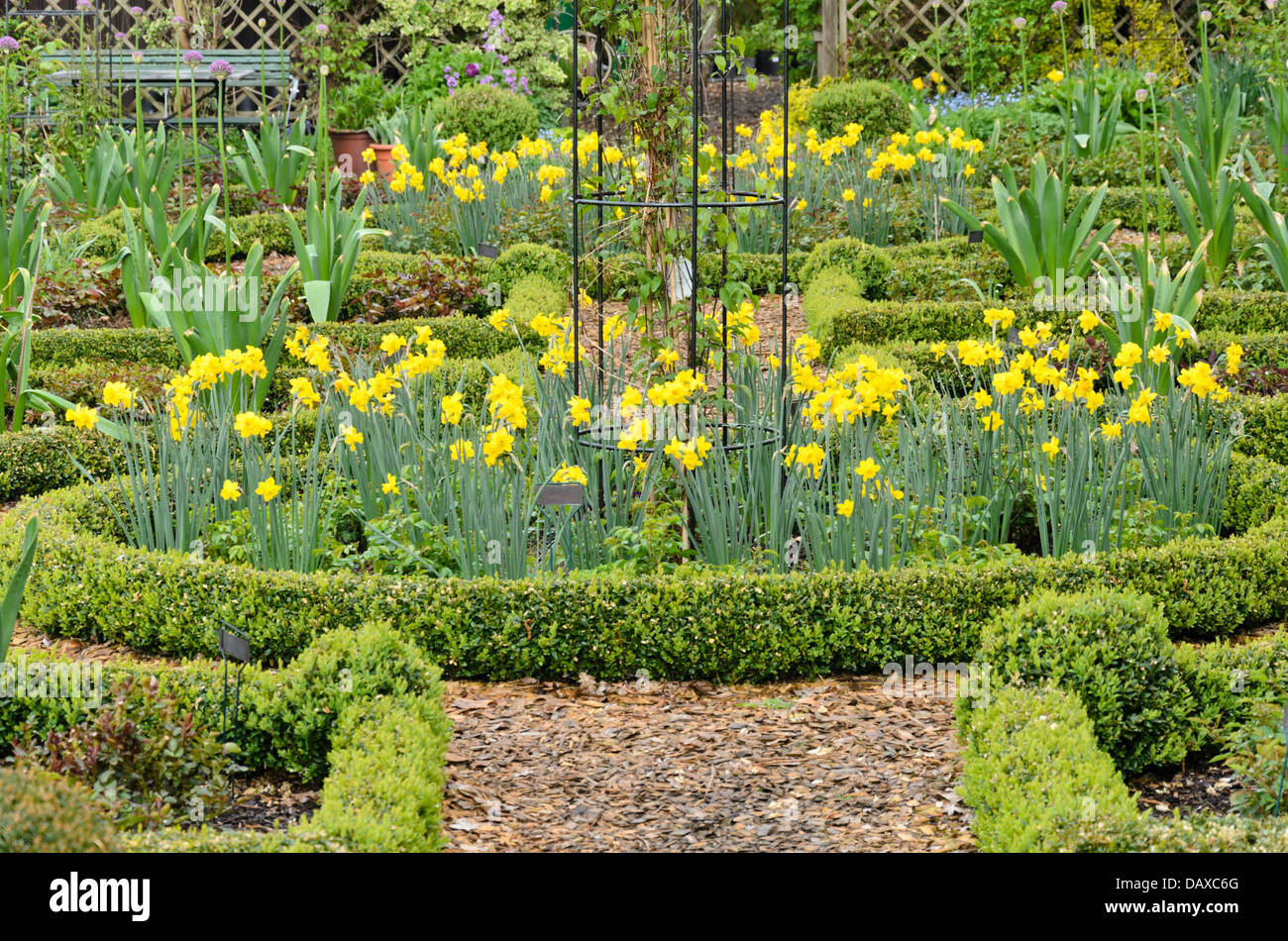 Daffodils (Narcissus) and boxwood (Buxus) in a rose garden. Design ...