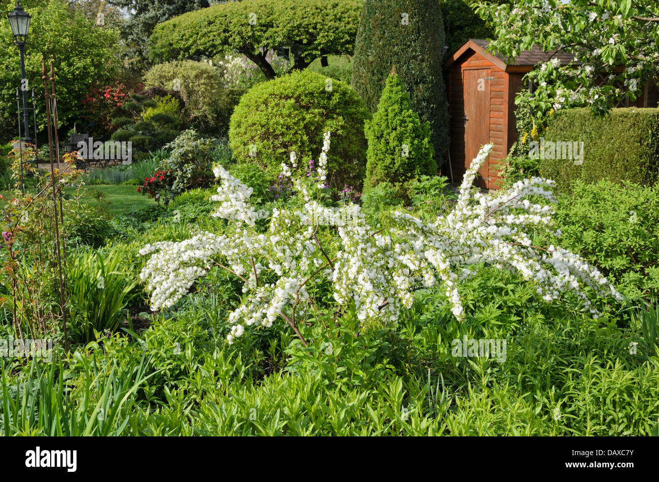 Chinese bush berry (Prunus glandulosa 'Alboplena') in a perennial ...