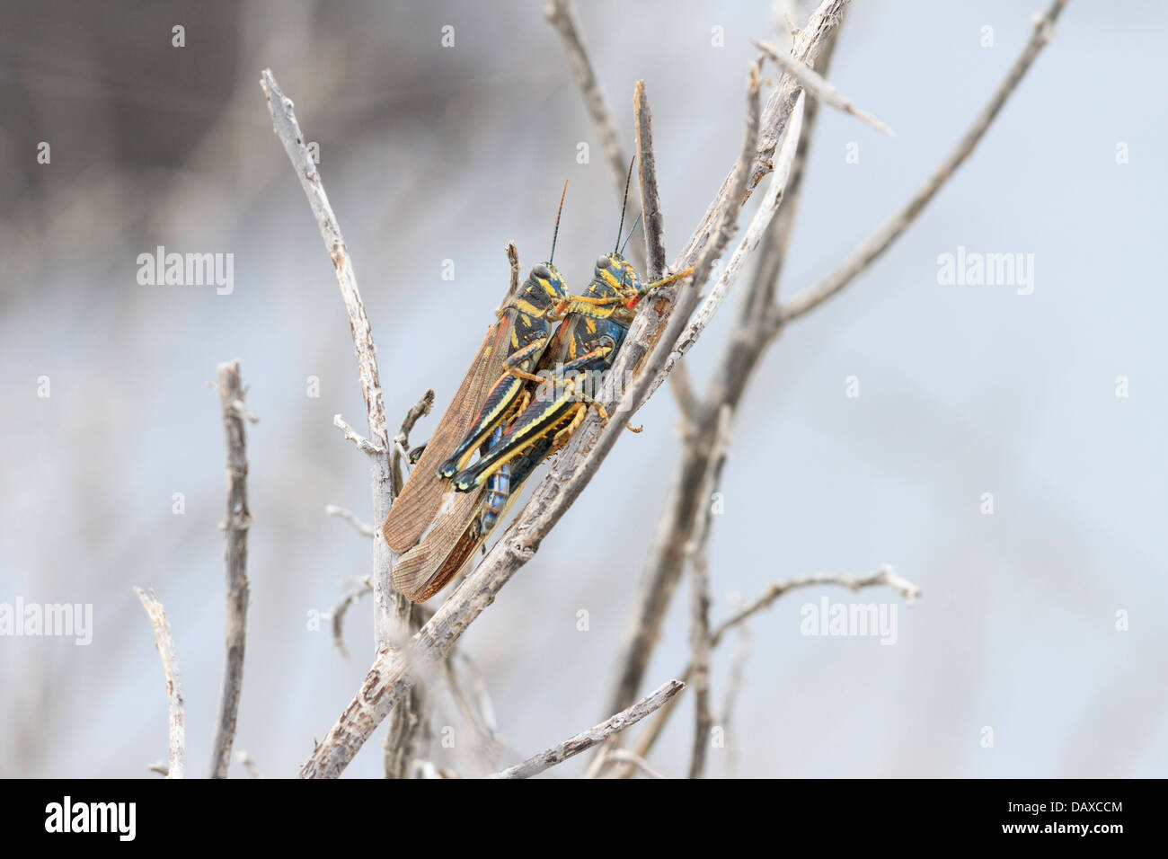 Large Painted Locust, Schistocerca melanocera, Chinese Hat Island ...