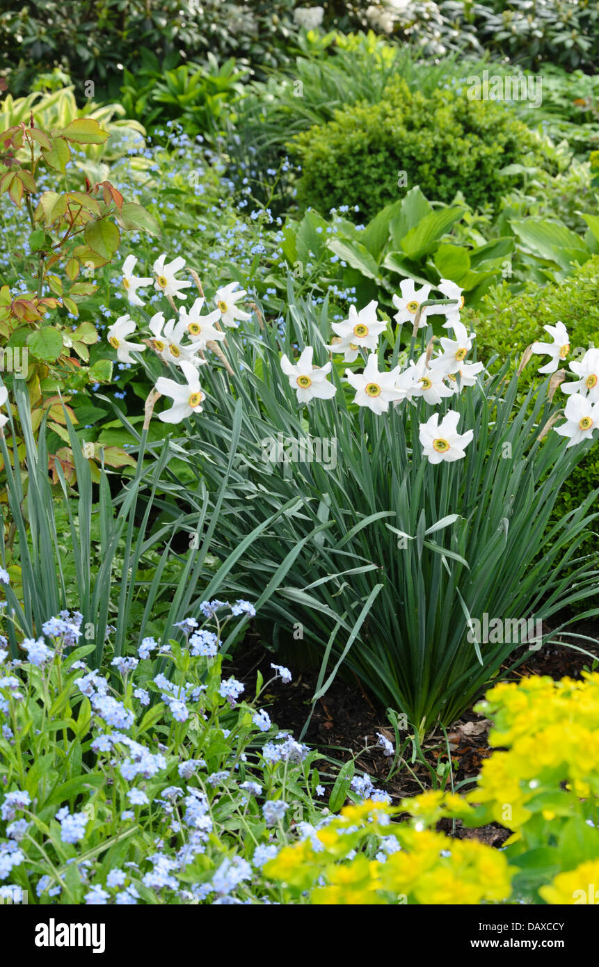 Iris Daffodil Pansy at Chelsea Elyard blog