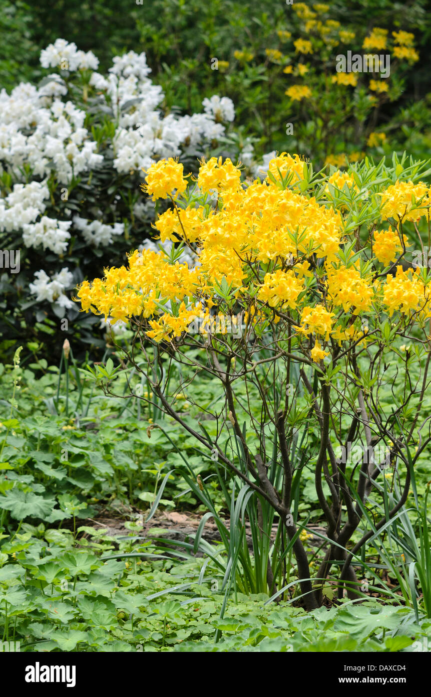 Pontic azalea (Rhododendron luteum Stock Photo - Alamy