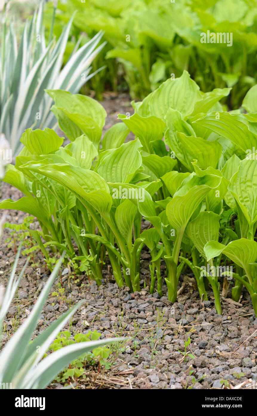 August lily (Hosta plantaginea 'Grandiflora') and fringed iris (Iris ...