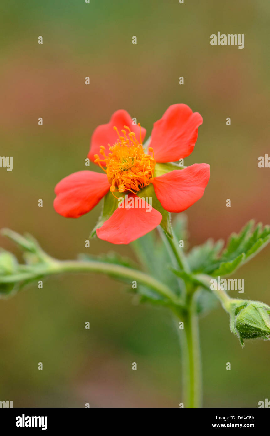 Geum coccineum flower hi-res stock photography and images - Alamy
