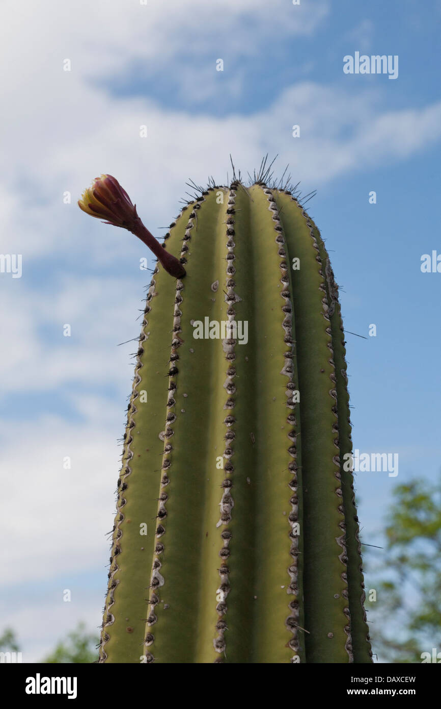 Cactus with Flower, San Cristobal Island, Galapagos Islands, Ecuador ...