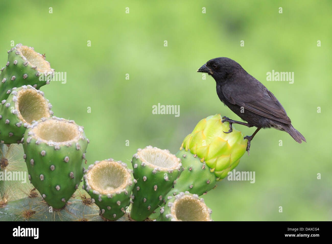Cactus finch hi-res stock photography and images - Alamy