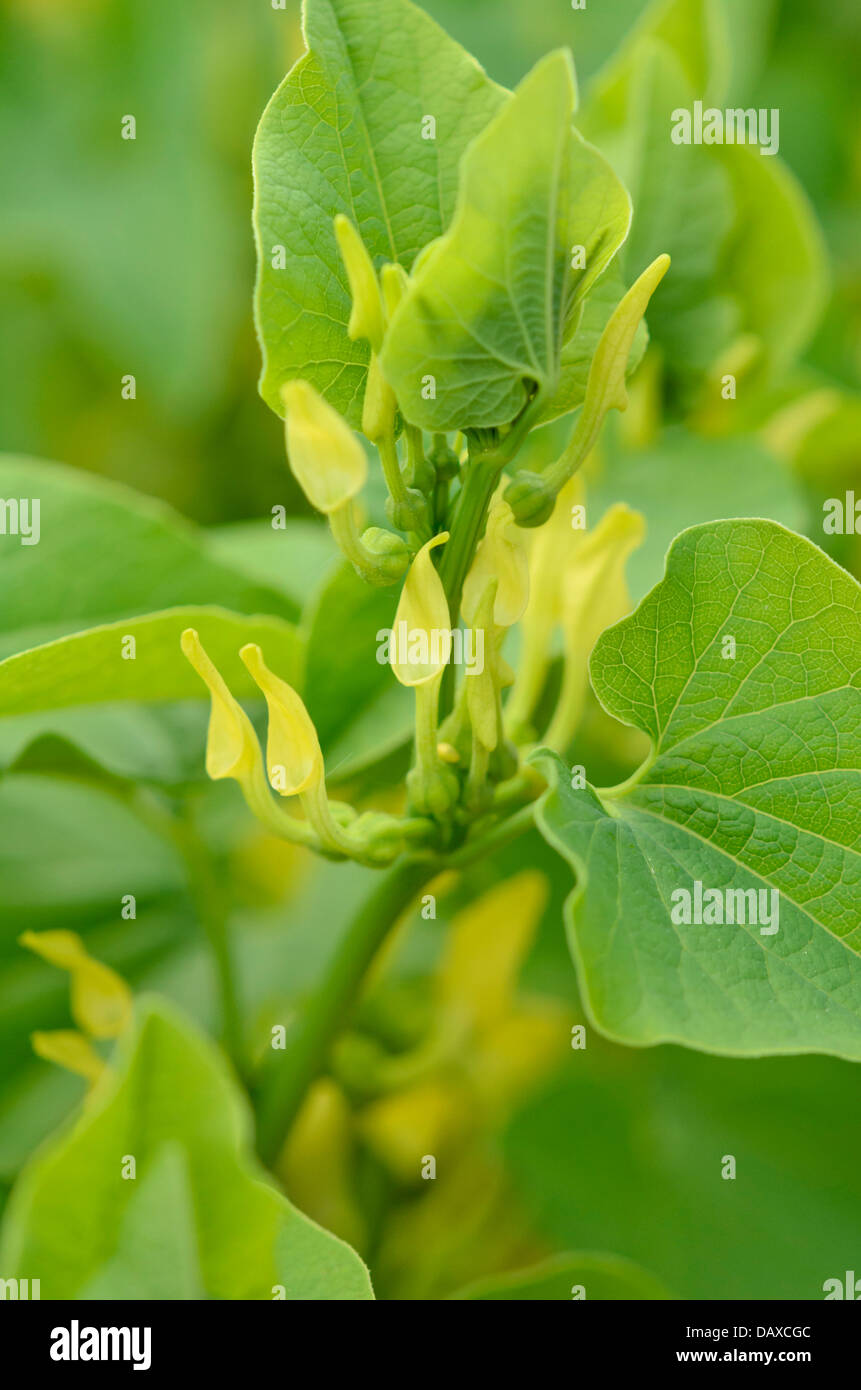 Birthwort hi-res stock photography and images - Alamy