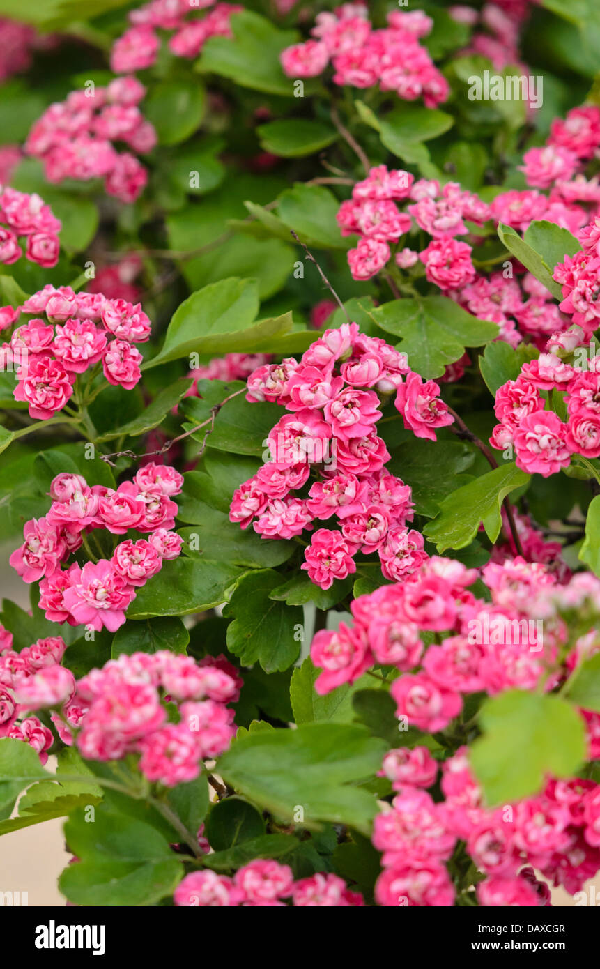 Red hawthorn (Crataegus laevigata 'Paul's Scarlett' Stock Photo - Alamy
