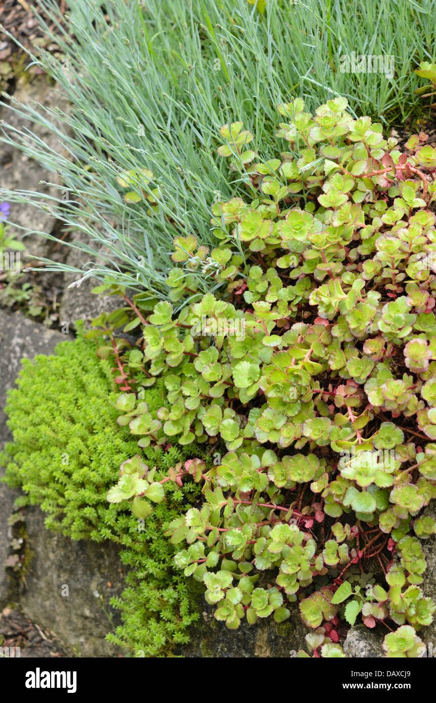 Saxifrages hi-res stock photography and images - Alamy