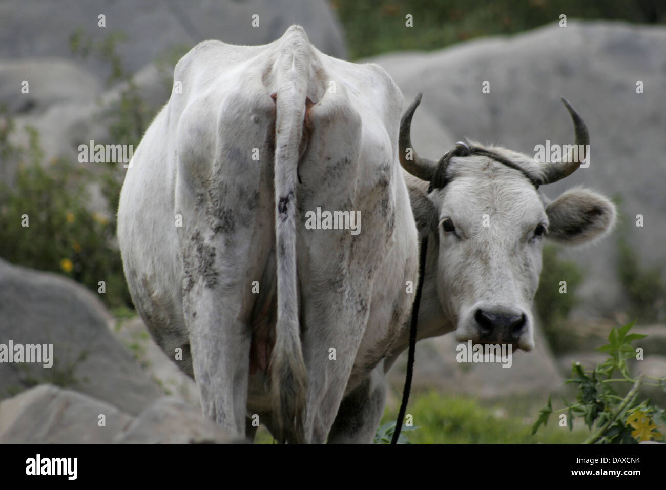 Cow looking back hi-res stock photography and images - Alamy