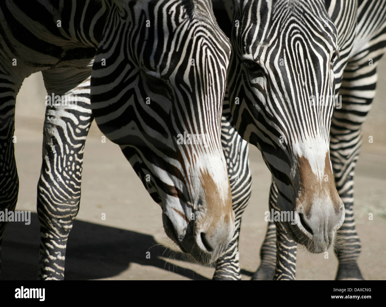 Two zebras with their heads together Stock Photo - Alamy