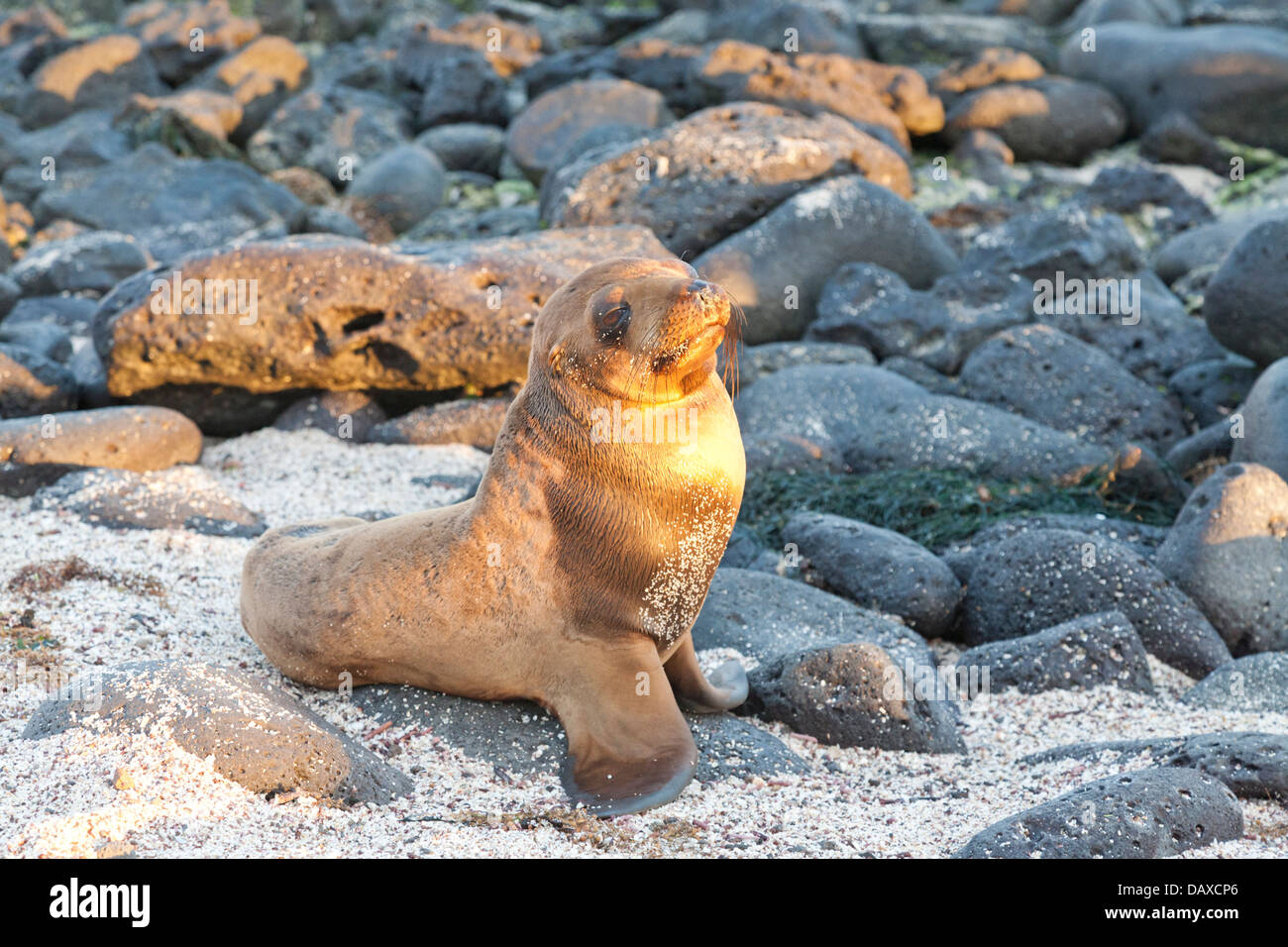 Galapagos sea lion pup, Zalophus wollebaeki, La Loberia, Beach, San ...