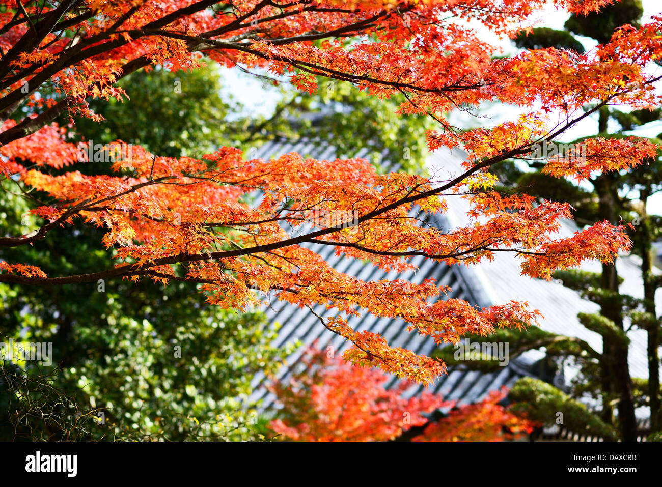 Fall Foliage in Nara, Japan Stock Photo - Alamy