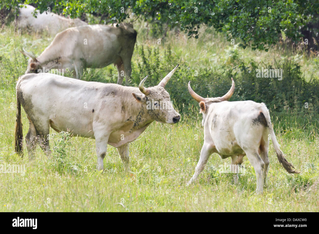 rare Wild Cattle grazing at Chillingham Park, Northumberland, England ...