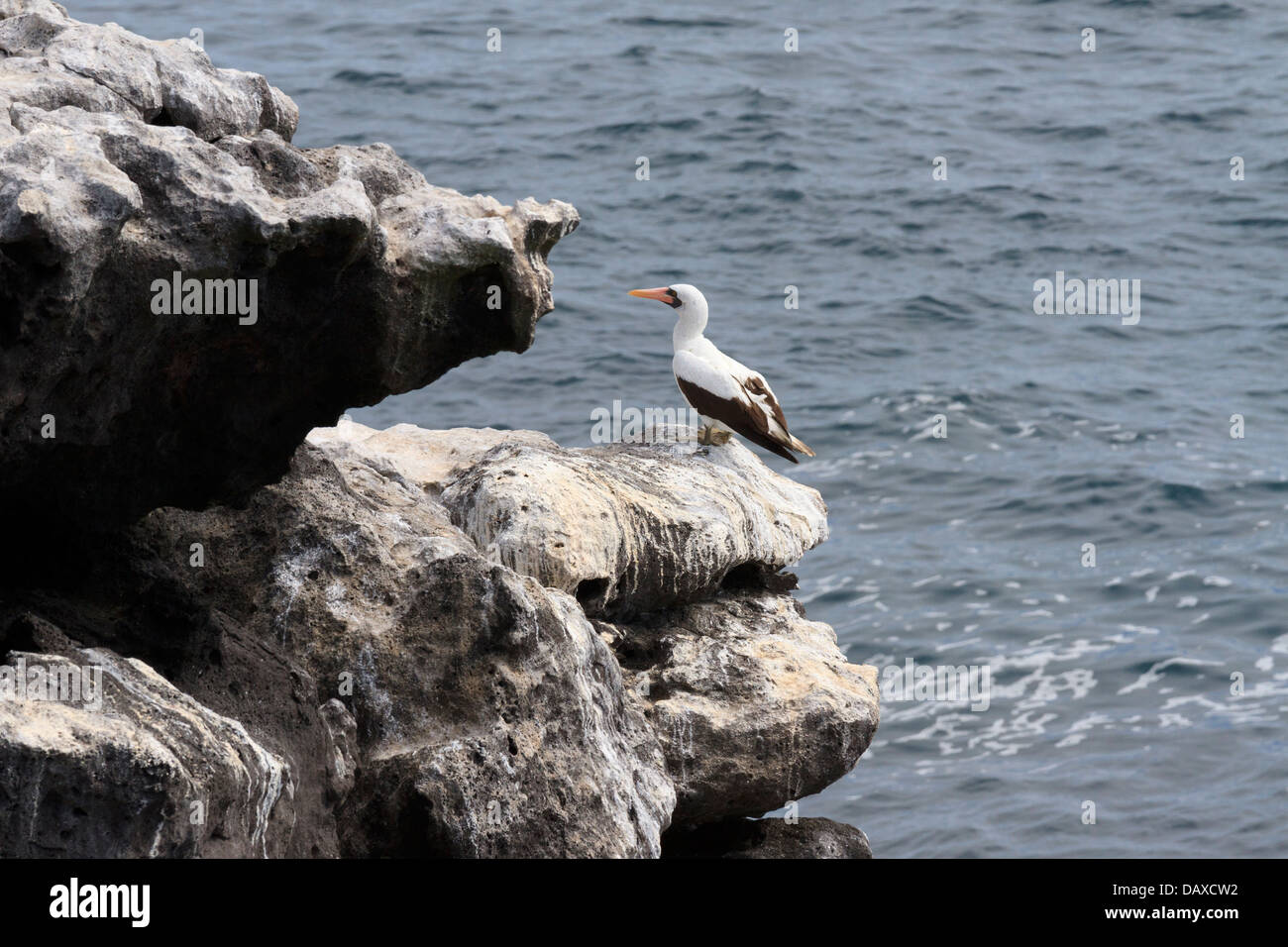 Masked Booby, Sula dactylatra, San Cristobal Island, Galapagos Islands ...