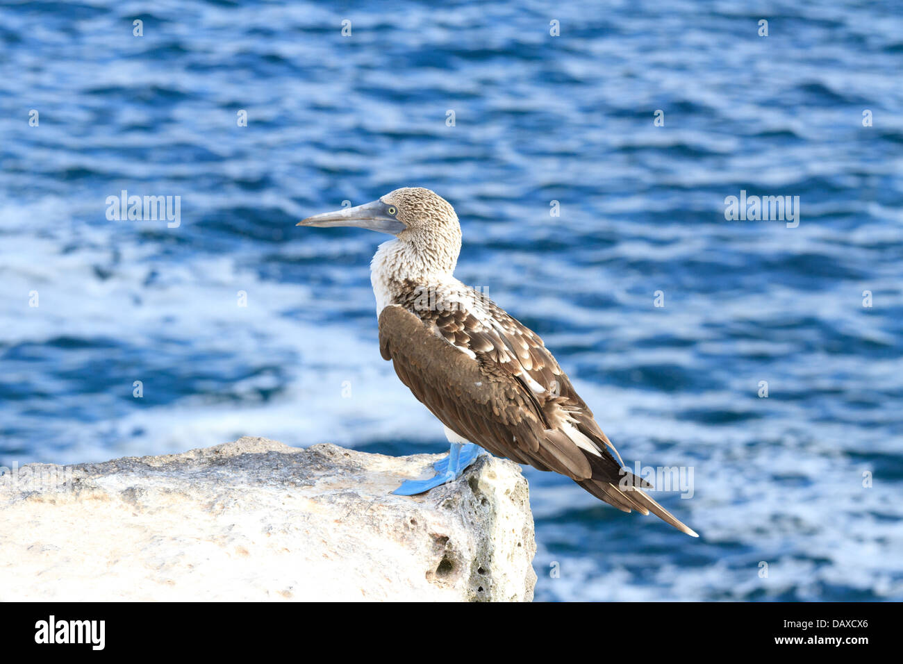 Blue-footed Booby, Sula nebouxii, San Cristobal Island, Galapagos ...