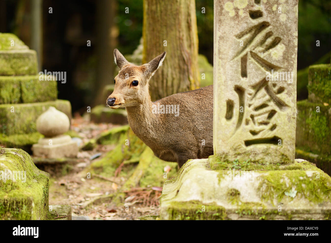 Nara park shrines hi-res stock photography and images - Alamy