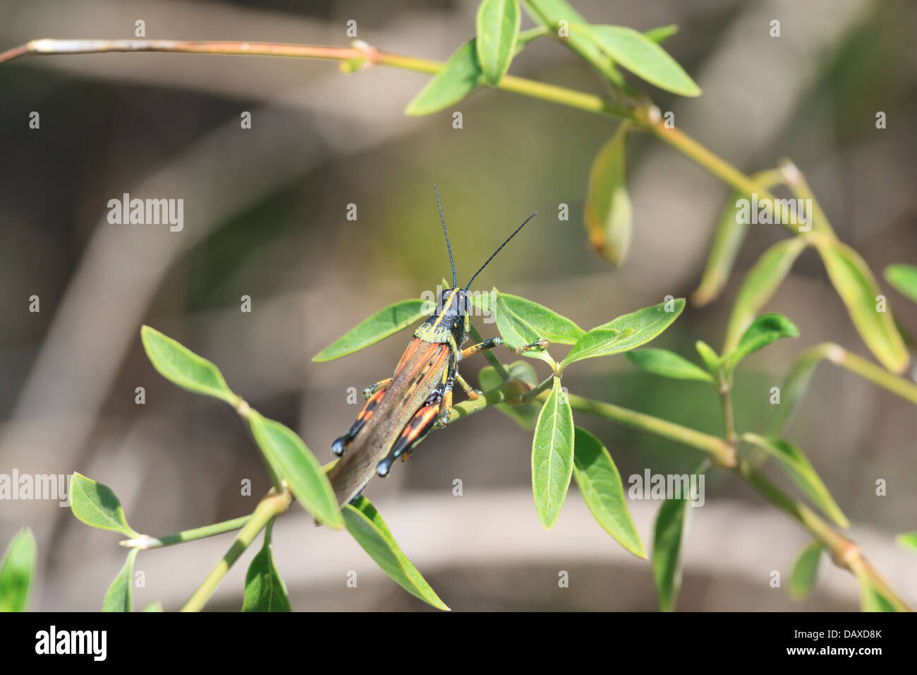 Large Painted Locust, Schistocerca melanocera, Santa Cruz Island ...