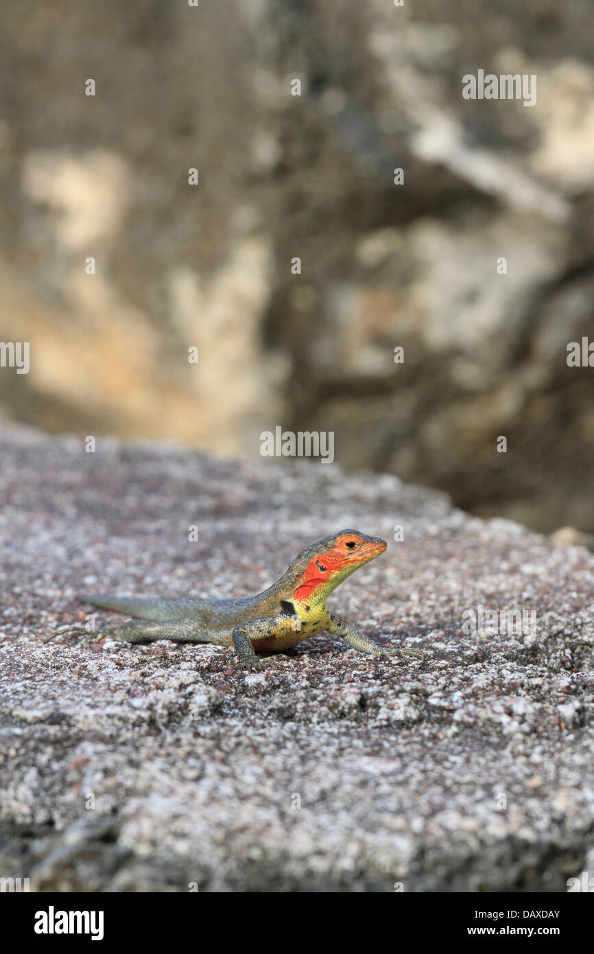 Galapagos lava lizard microlophus santa hi-res stock photography and ...