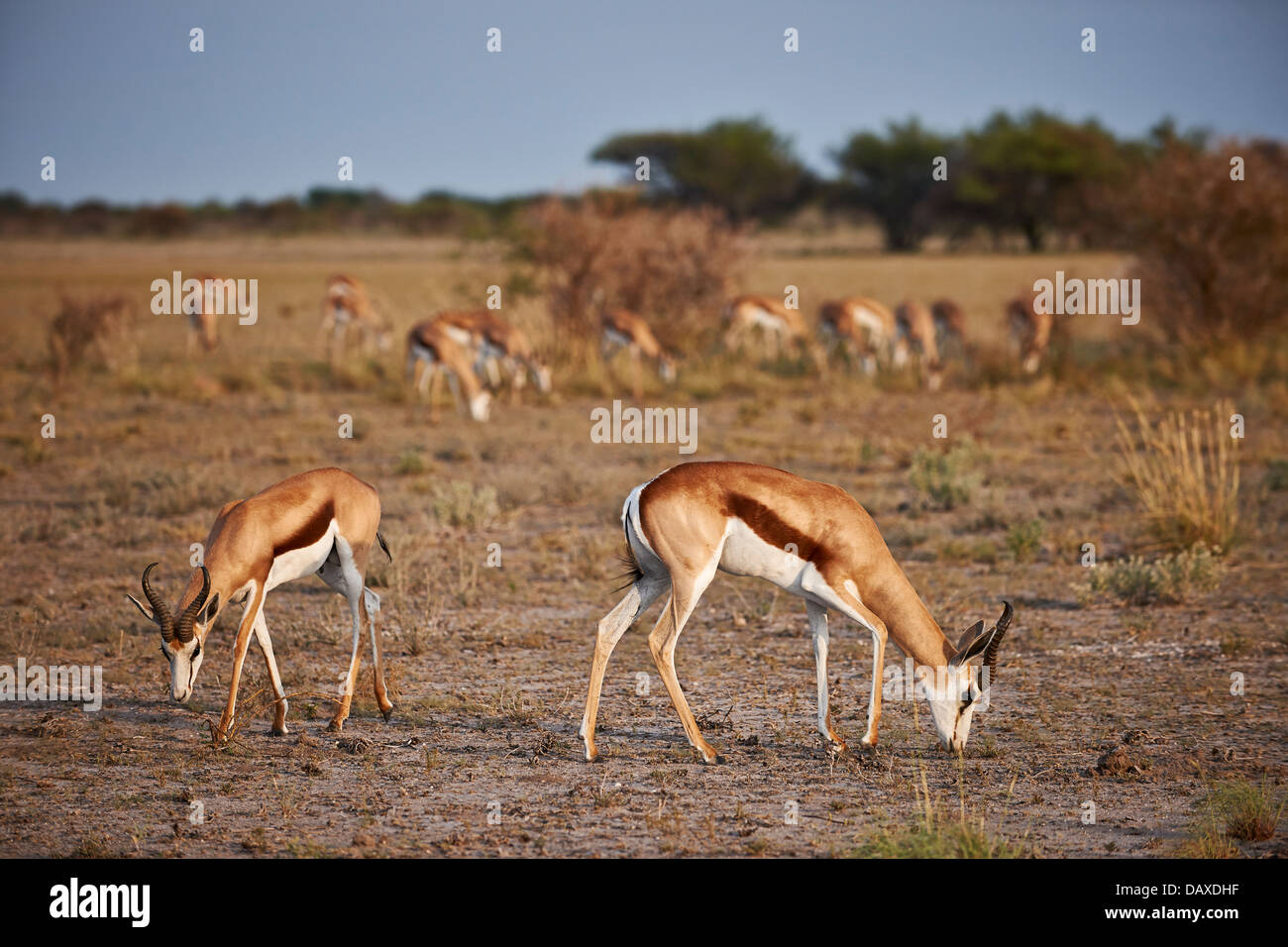 Kalahari springbok hi-res stock photography and images - Alamy