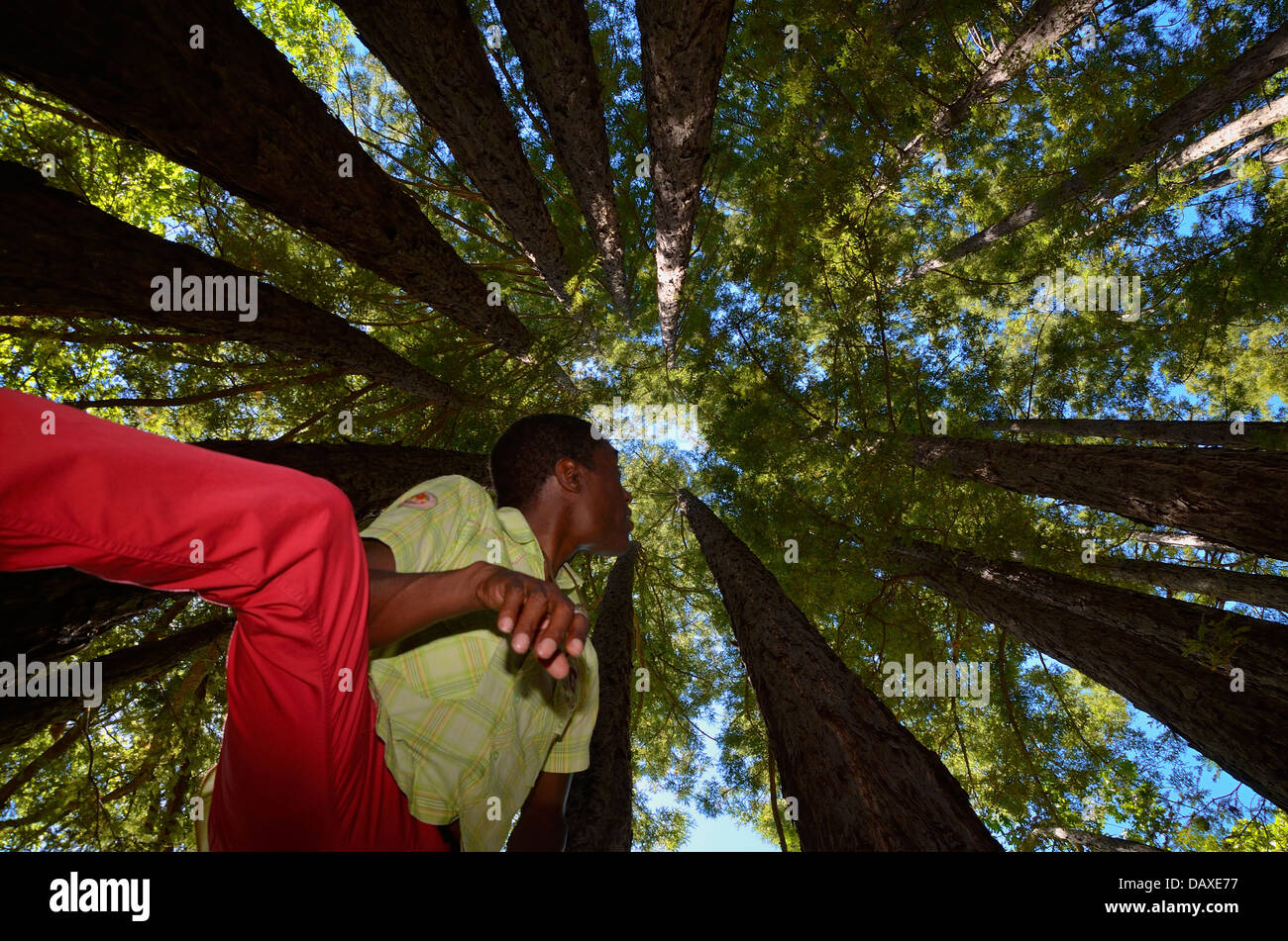 low viewpoint of a man standing inside a circle of redwood trees and ...