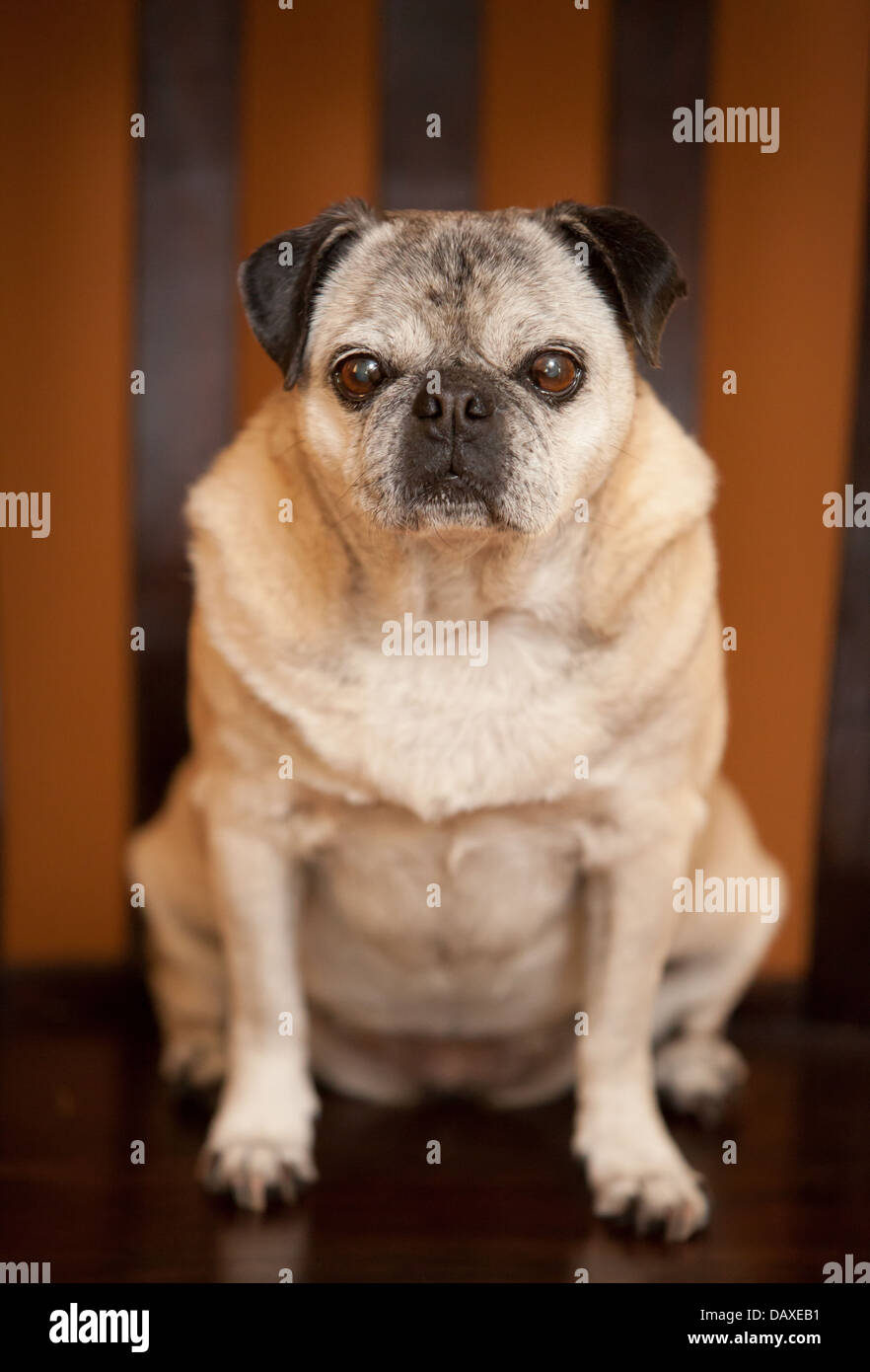 Pug Chair High Resolution Stock Photography and Images - Alamy