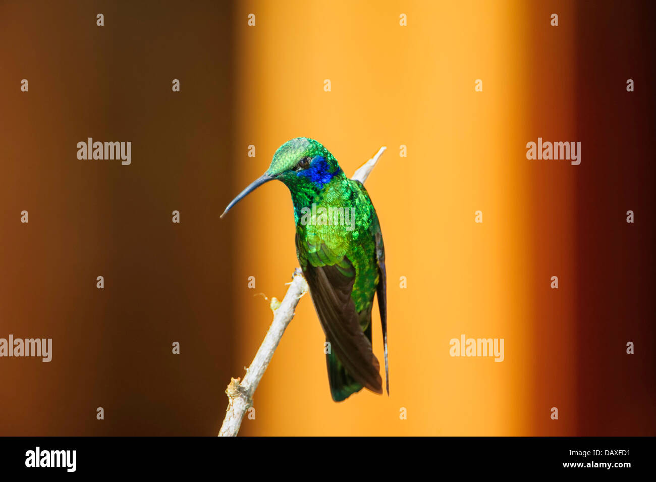 Costa rica green hummingbird hi-res stock photography and images - Alamy