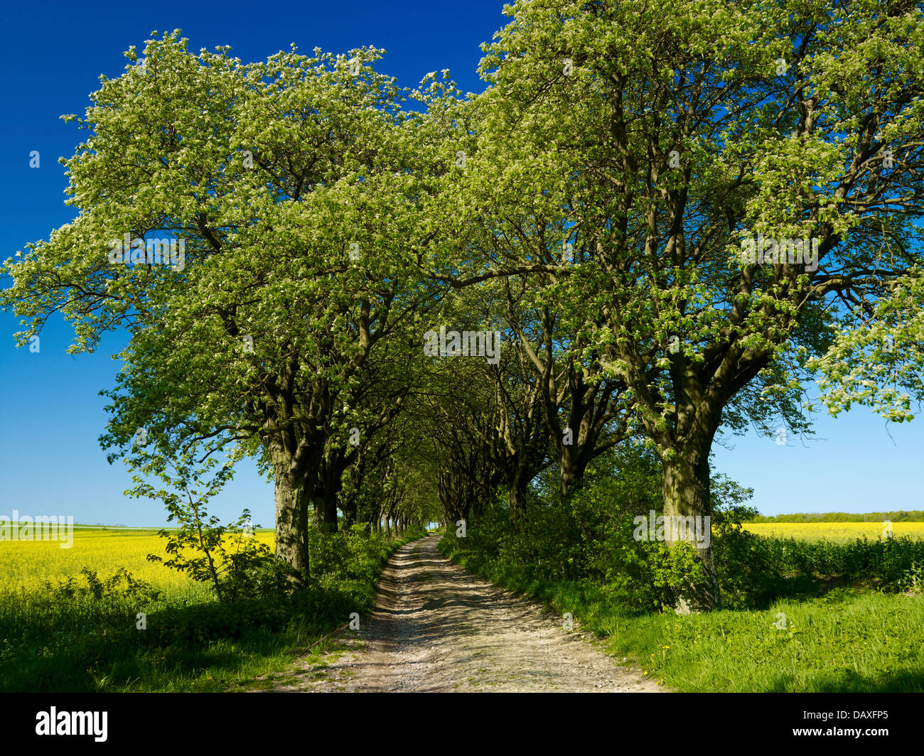 Alley with Swedish whitebeam trees of 1910, Kefferhausen, Eichsfeld ...