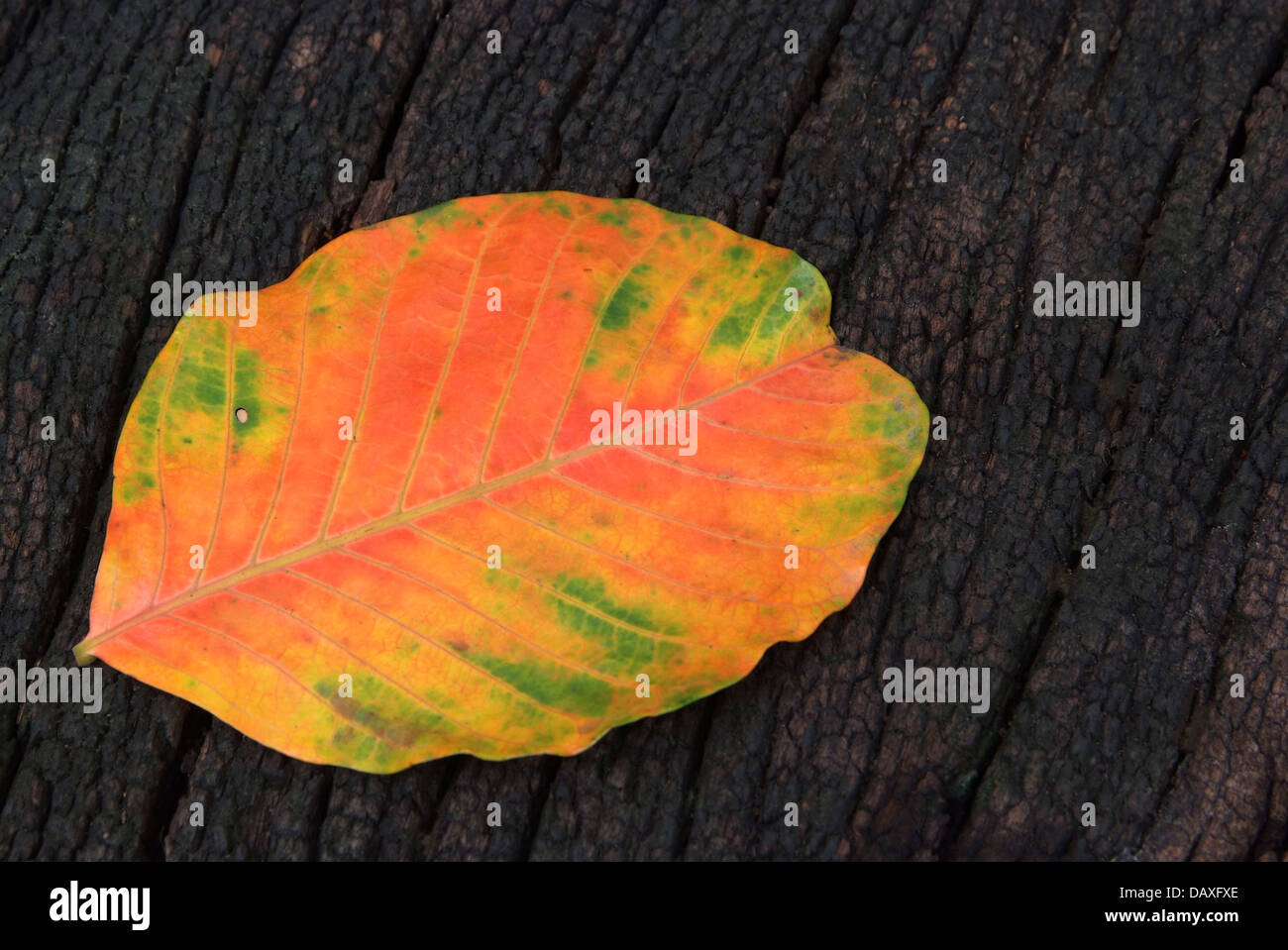 colorful autumn fall leaves santol isolated on grunge wooden texture ...