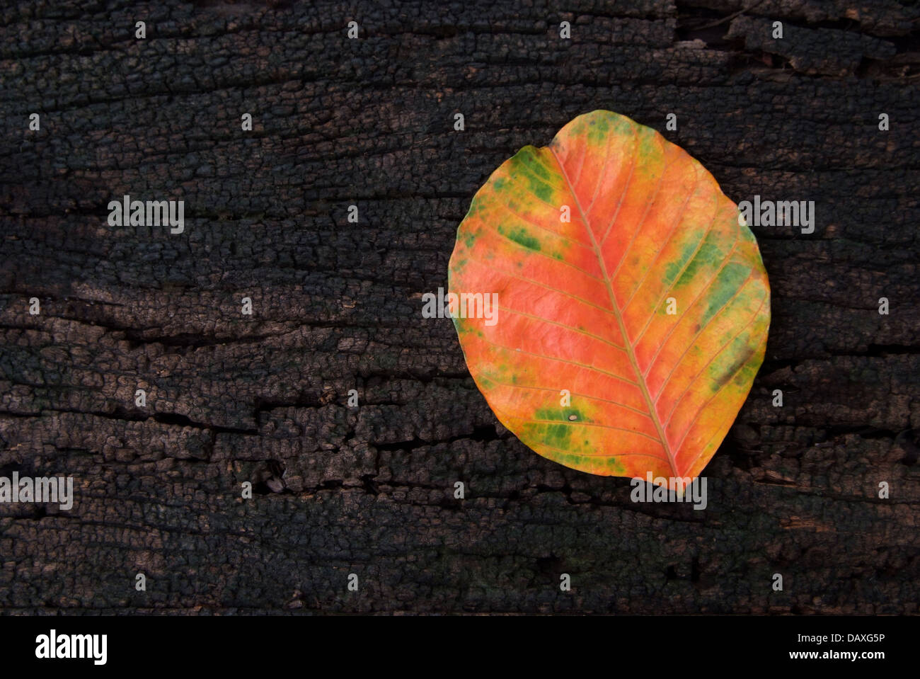 Santol leaves hi-res stock photography and images - Alamy