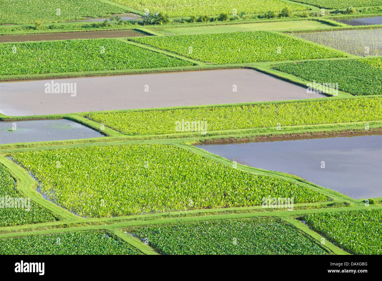 Taro patches hi-res stock photography and images - Alamy